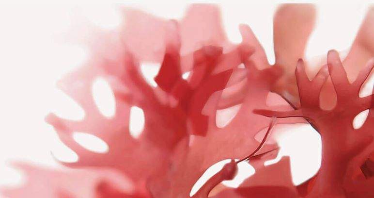 Anti-Aging - Coast Southwest